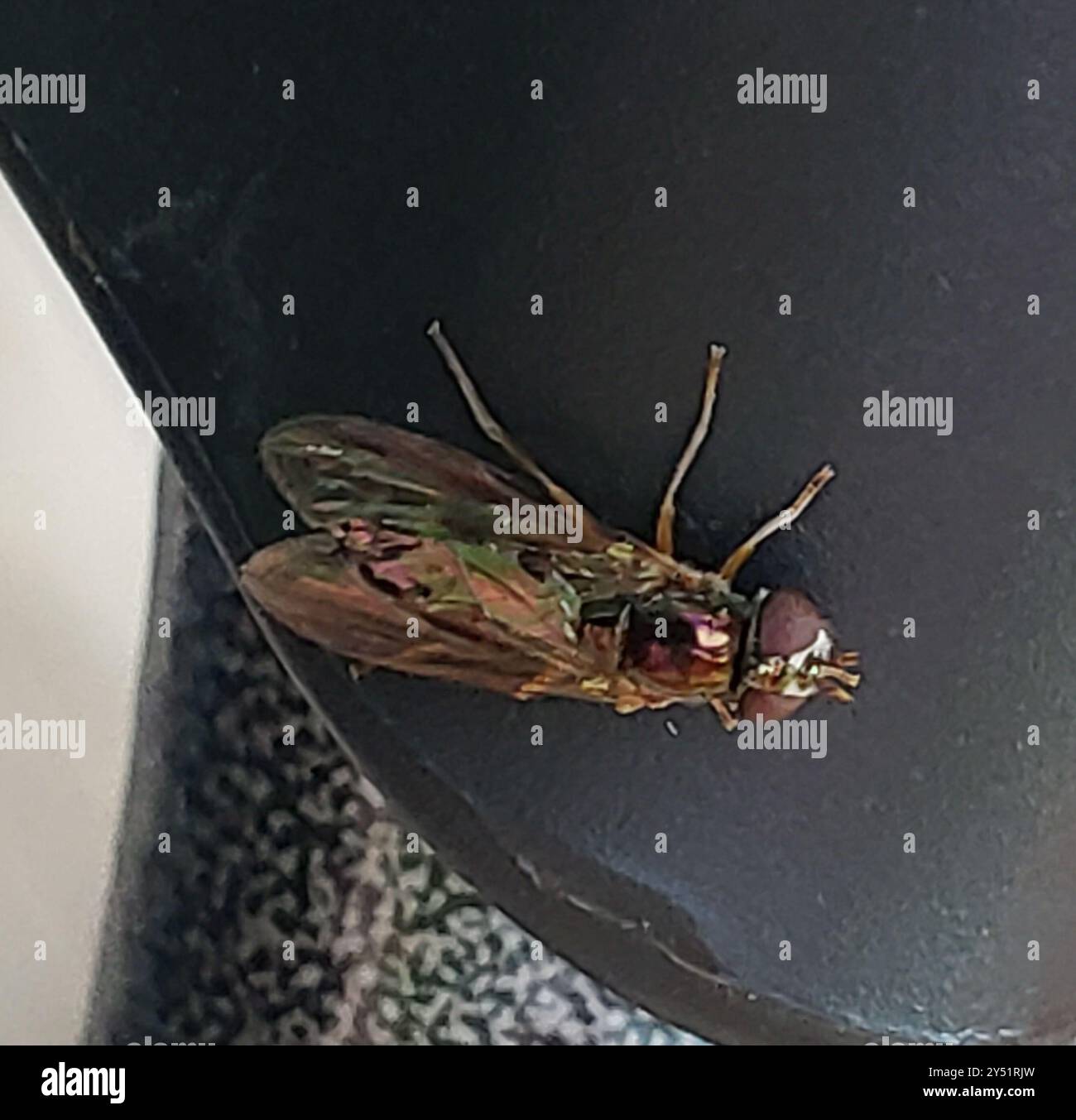 Typical Hover Flies (Syrphinae) Insecta Stock Photo - Alamy