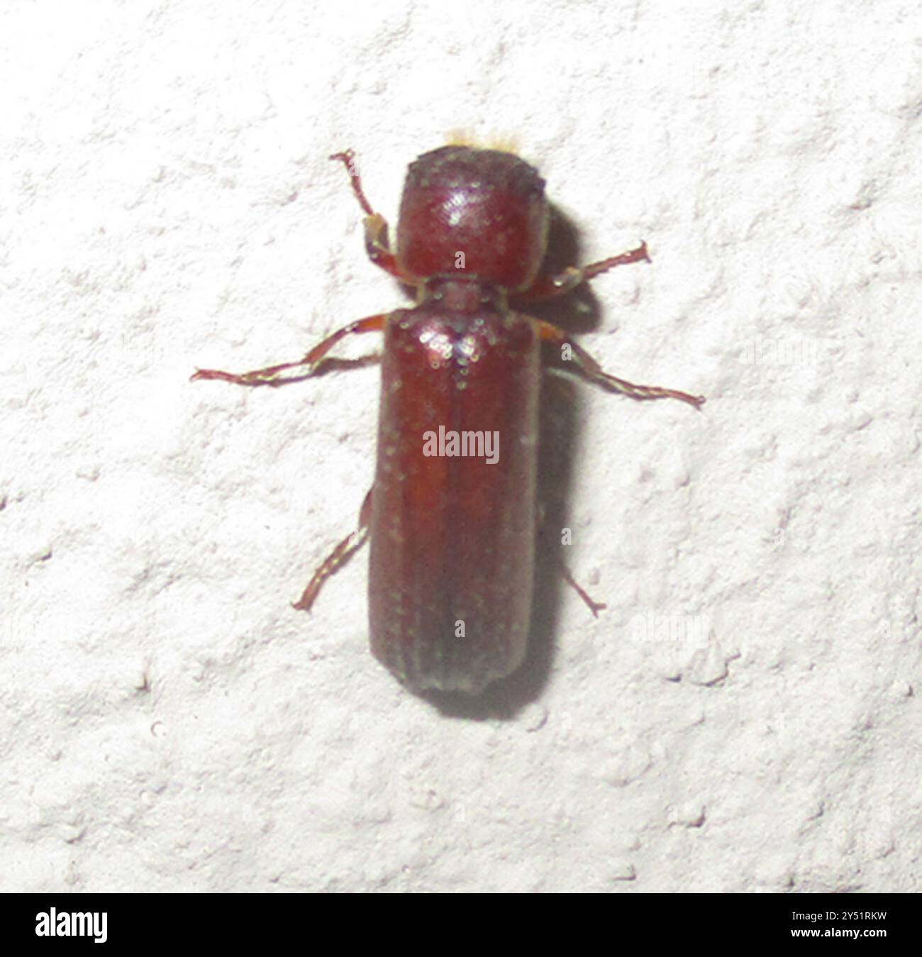 Auger Beetles (Bostrichidae) Insecta Stock Photo - Alamy