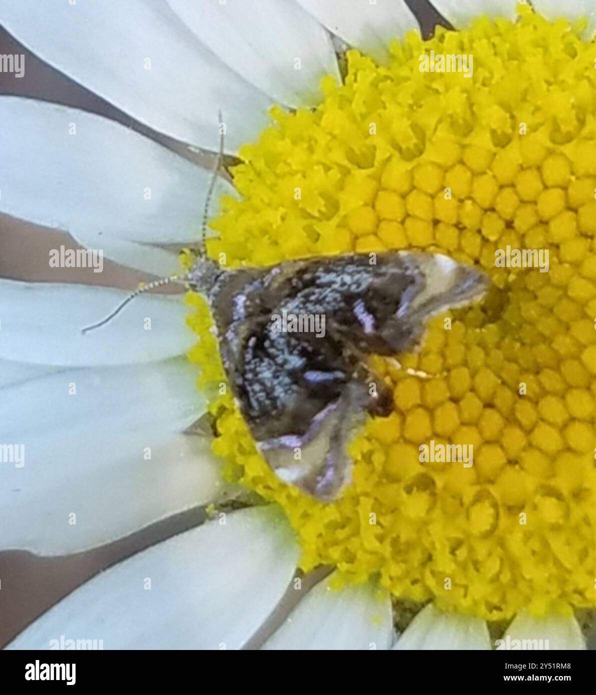 Skullcap Skeletonizer Moth (Prochoreutis inflatella) Insecta Stock ...
