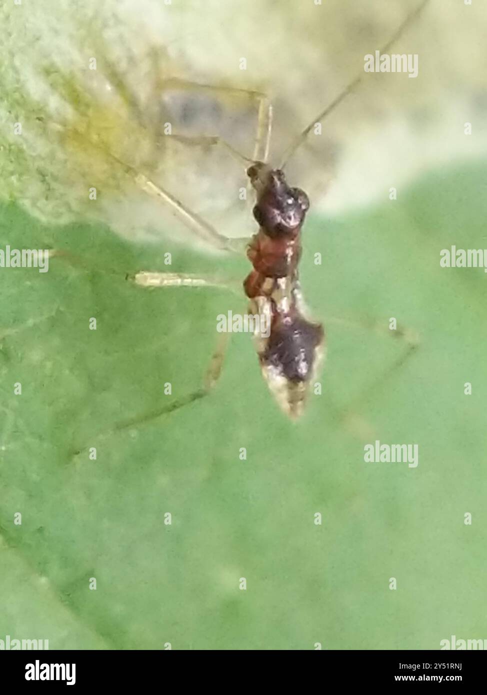 Damsel Bugs (Nabidae) Insecta Stock Photo - Alamy