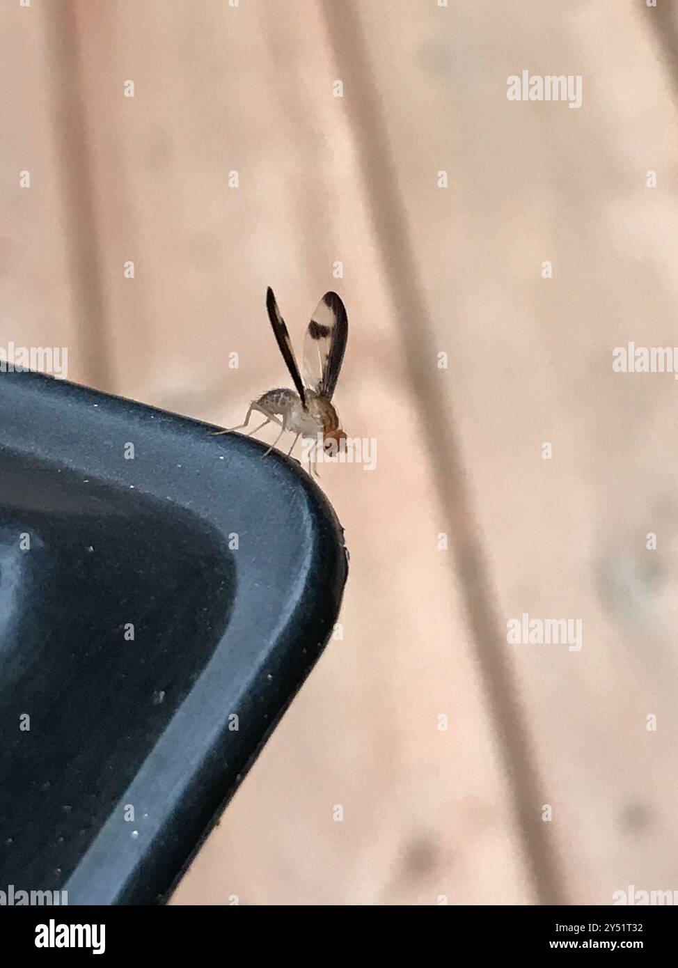 Antlered Flutter Fly (Toxonevra superba) Insecta Stock Photo - Alamy