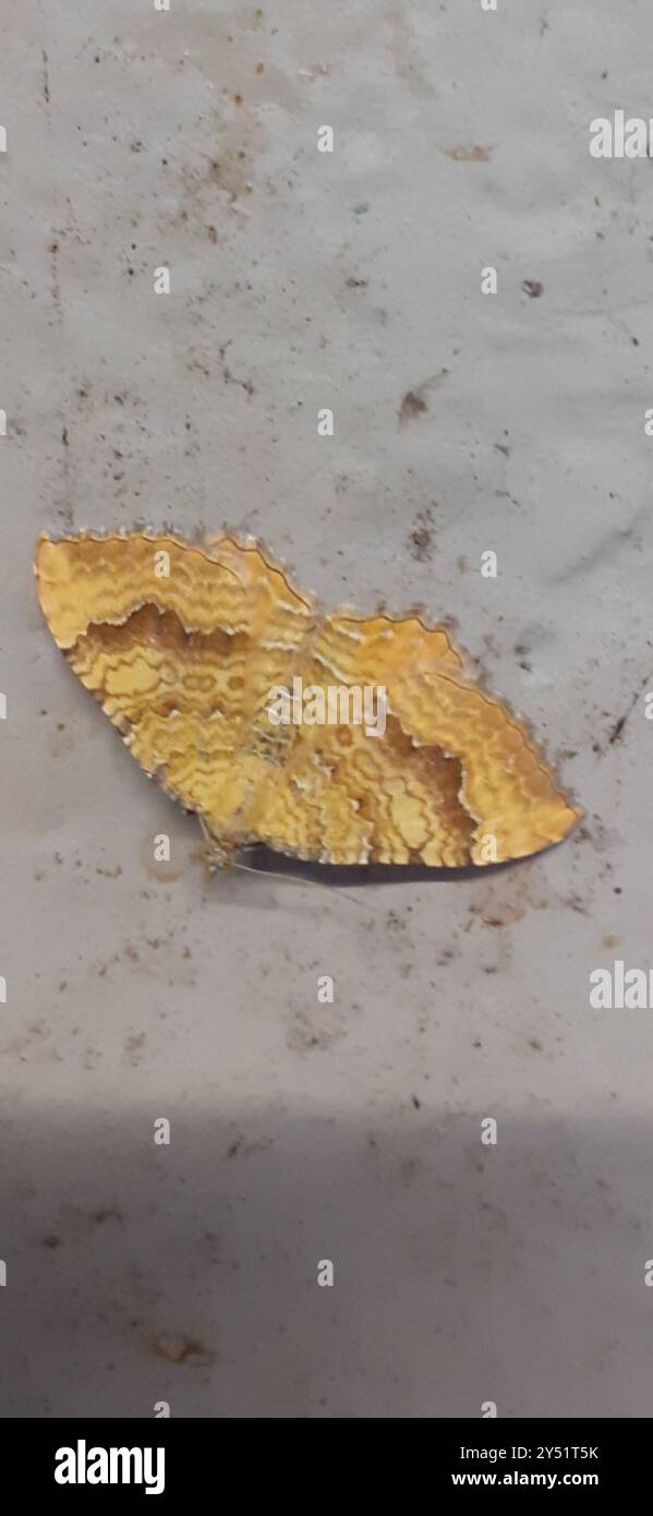 Yellow Shell Moth (Camptogramma bilineata) Insecta Stock Photo - Alamy