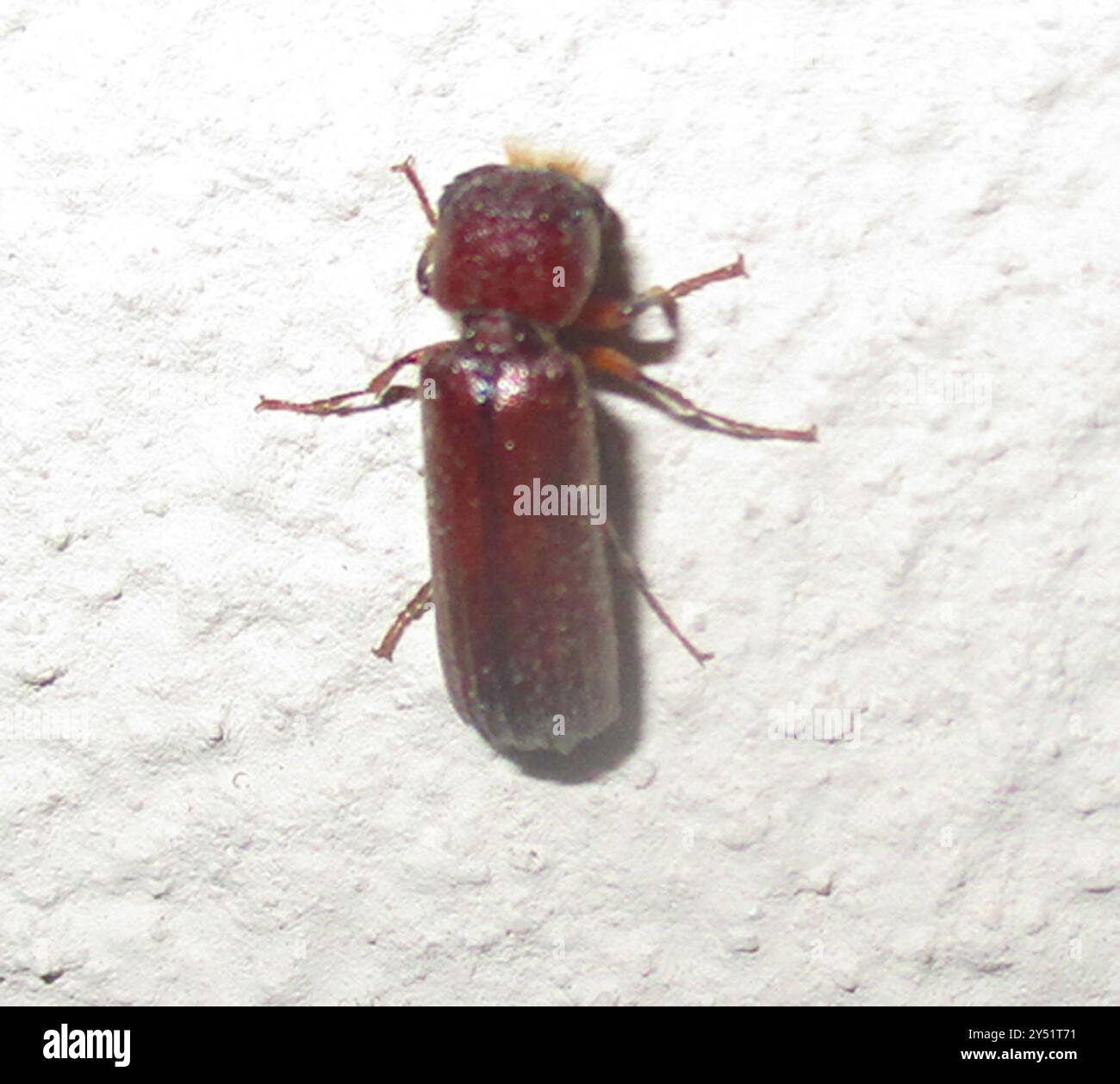 Auger Beetles (Bostrichidae) Insecta Stock Photo - Alamy