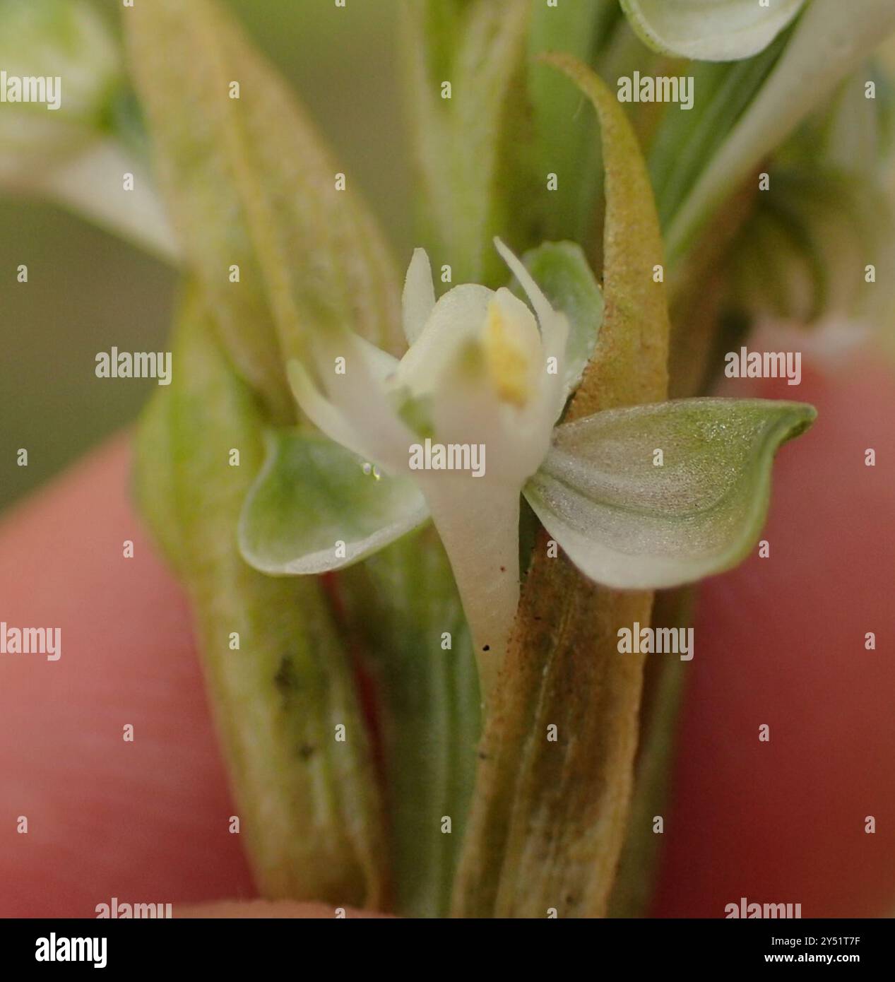Death Orchid (Habenaria dives) Plantae Stock Photo - Alamy