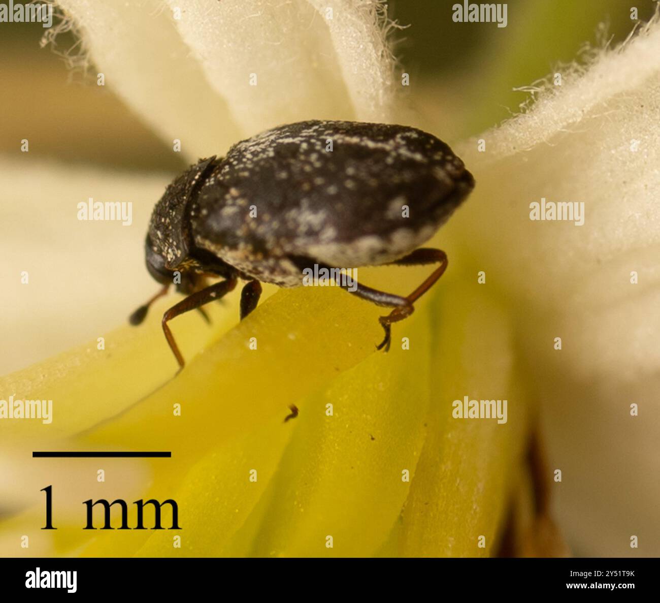 Water, Rove, Scarab, Long-horned, Leaf, and Snout Beetles (Polyphaga ...