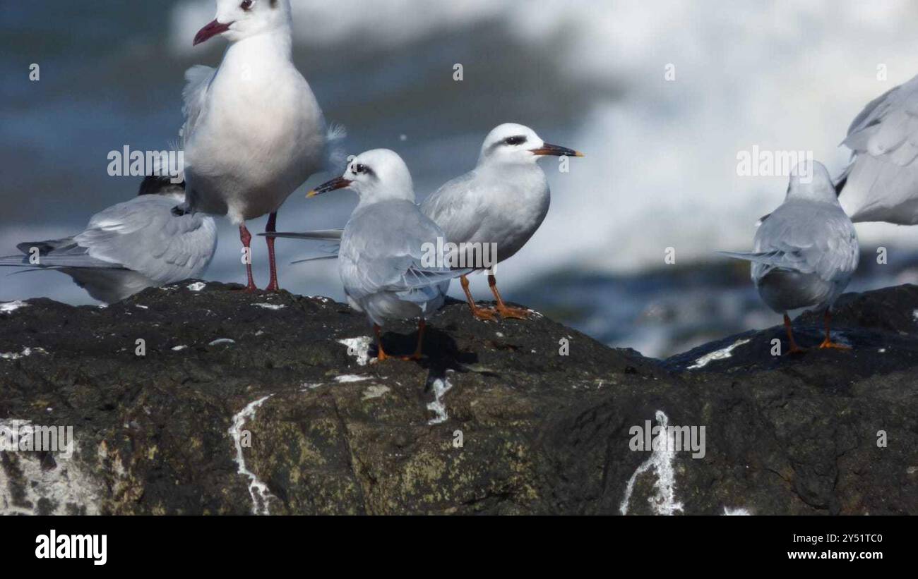 Snowy-crowned Tern (Sterna trudeaui) Aves Stock Photo - Alamy