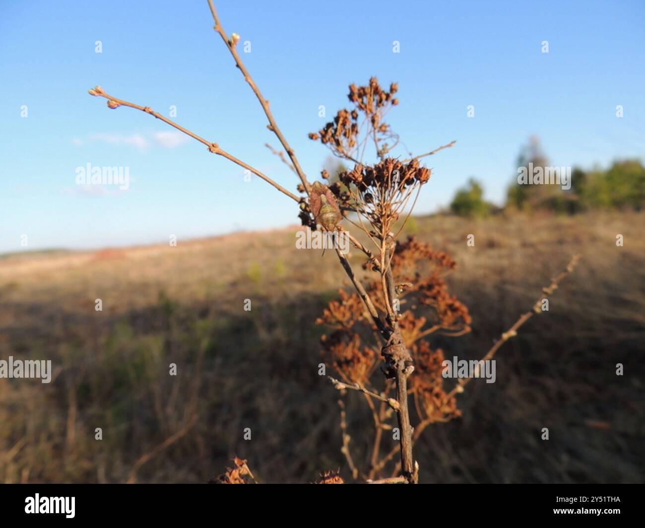 Black-shouldered Shieldbug (Carpocoris purpureipennis) Insecta Stock ...