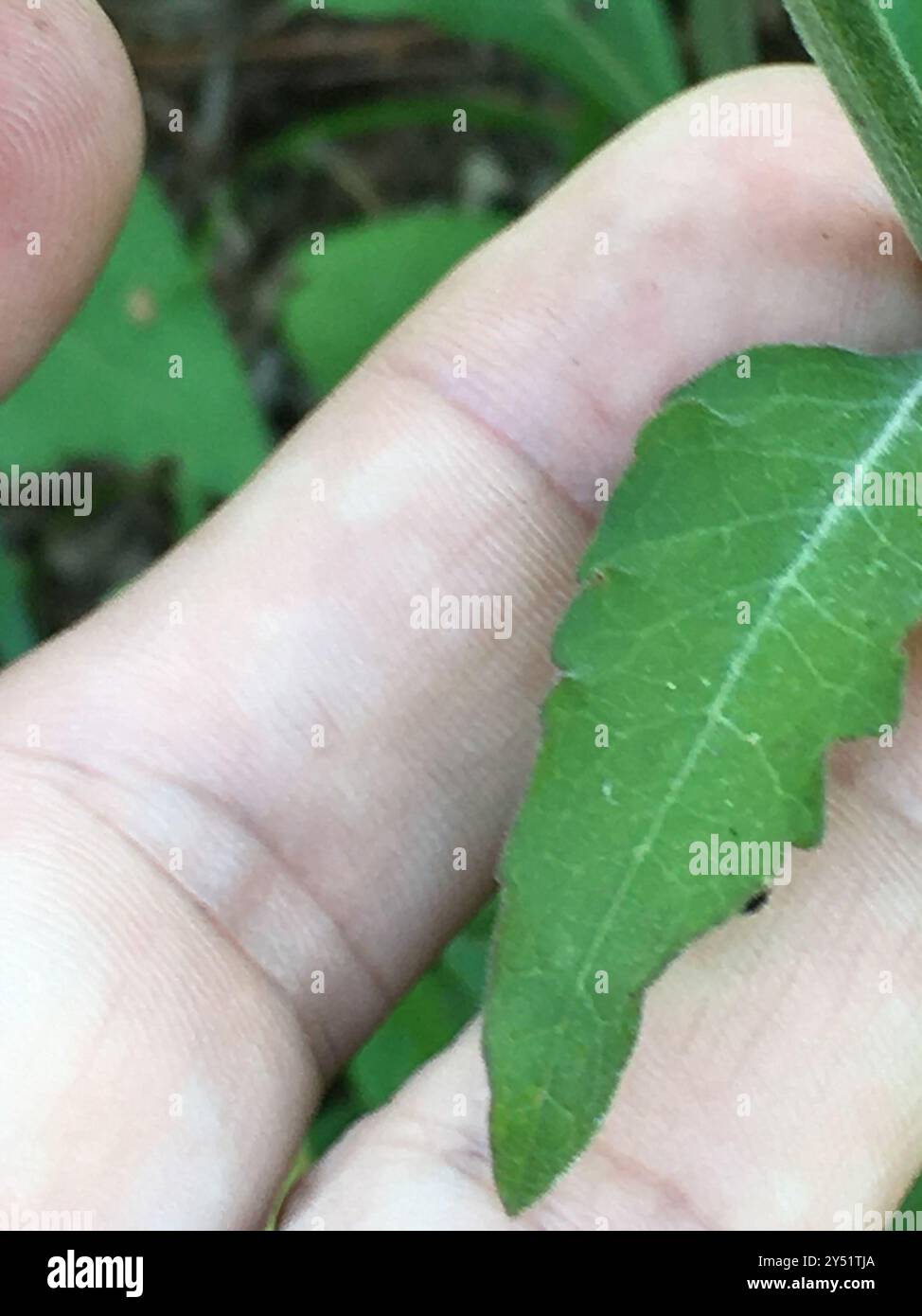 downy yellow false foxglove (Aureolaria virginica) Plantae Stock Photo ...