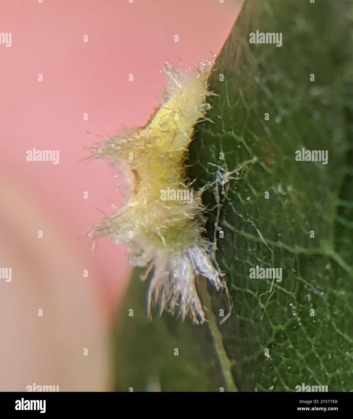 Furry Oak Leaf Gall Wasp (Callirhytis furva) Insecta Stock Photo - Alamy