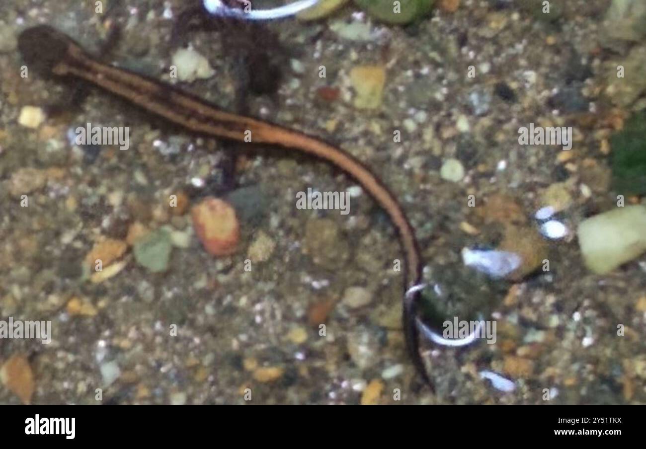 Gold-striped salamander (Chioglossa lusitanica) Amphibia Stock Photo ...