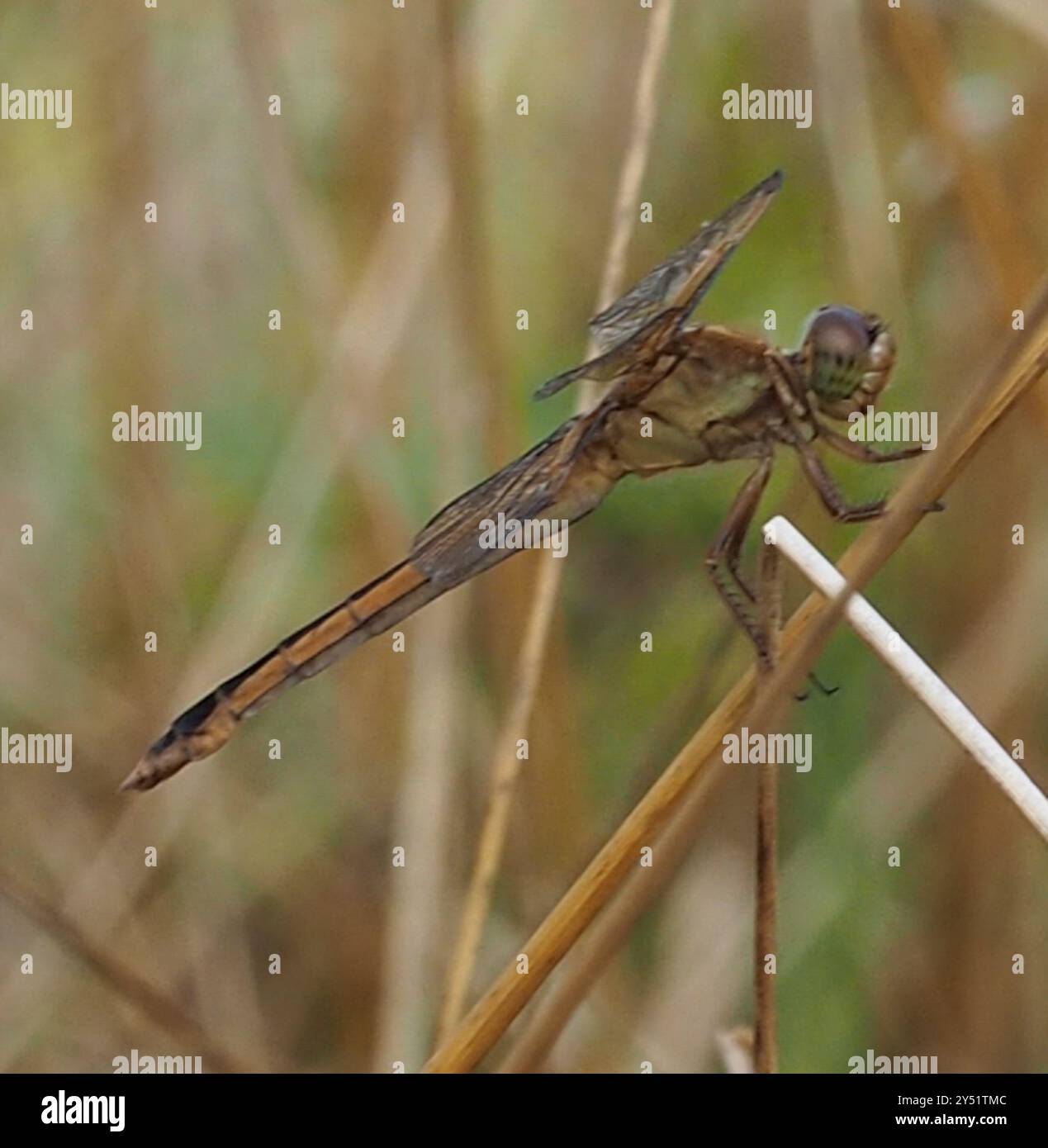 Needham's Skimmer (Libellula needhami) Insecta Stock Photo - Alamy
