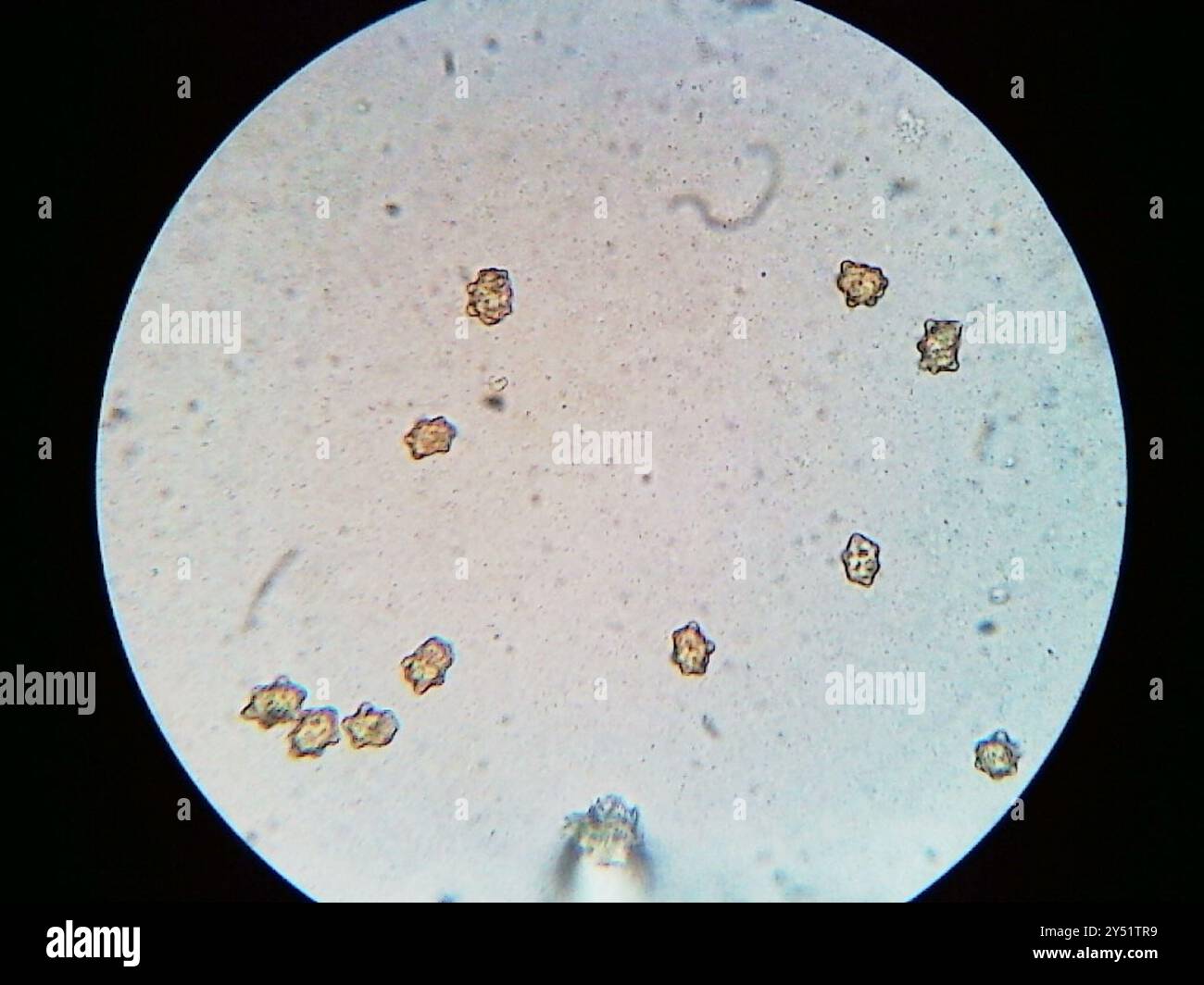 Fibercaps and Allies (Inocybaceae) Fungi Stock Photo - Alamy