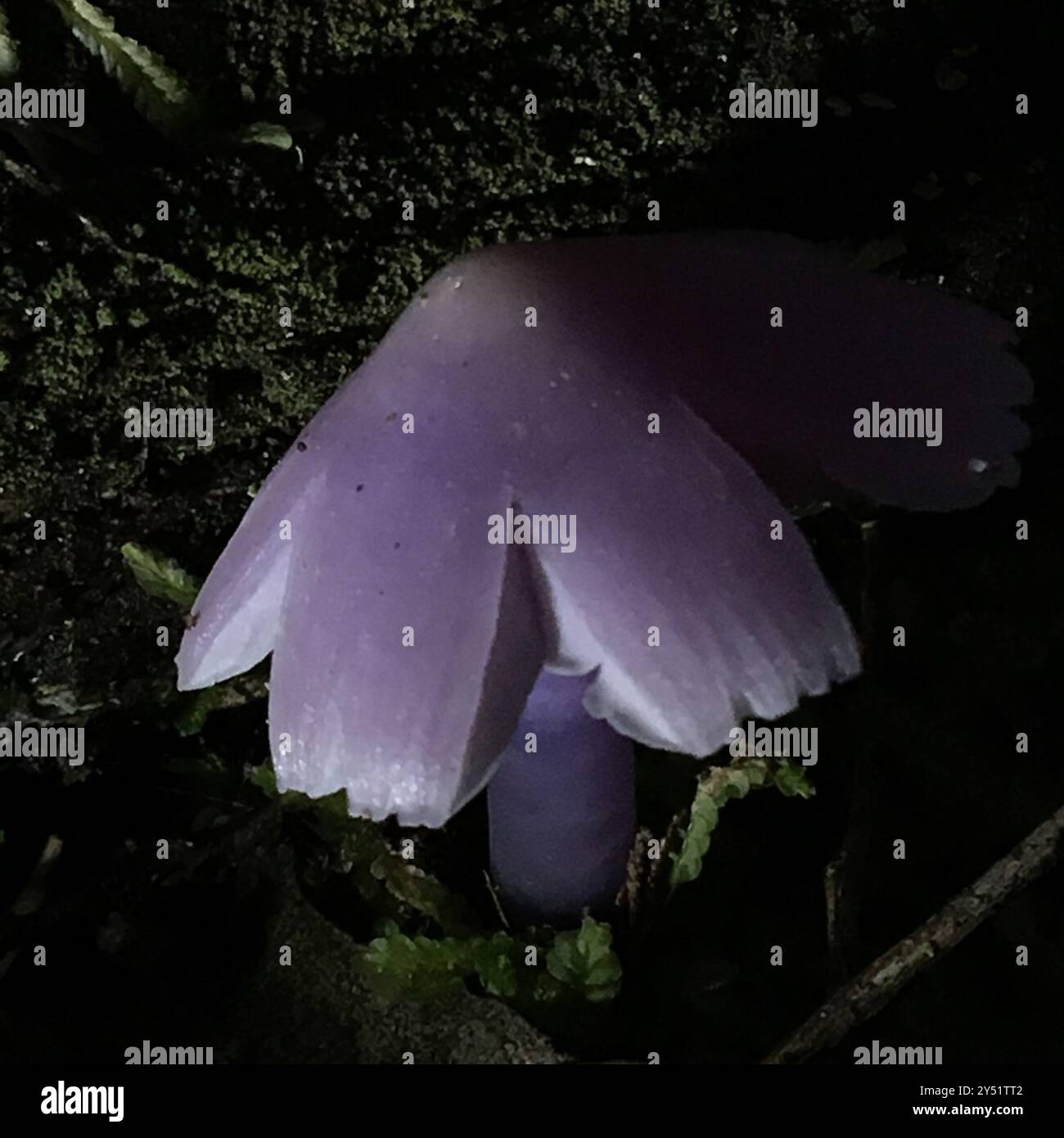 mauve splitting waxcap (Porpolomopsis lewelliniae) Fungi Stock Photo ...