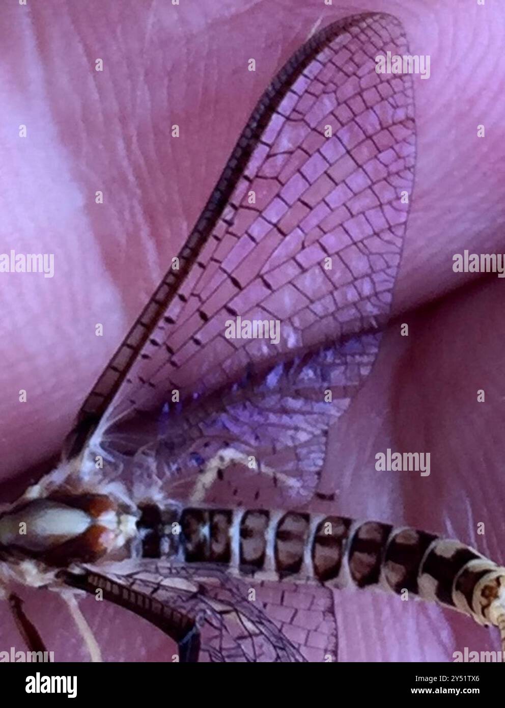 Giant Mayfly (Hexagenia limbata) Insecta Stock Photo - Alamy