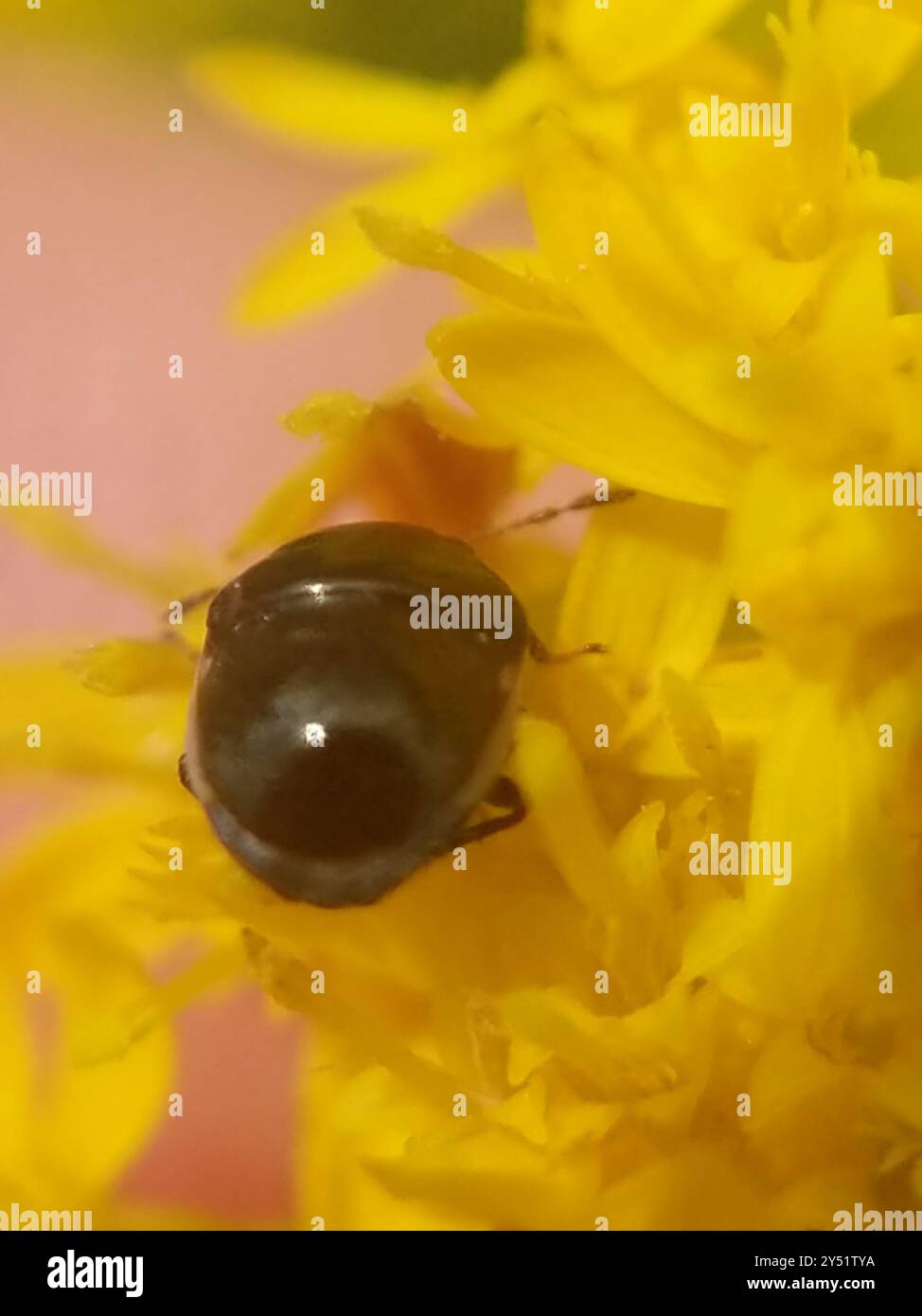 Ebony Bugs (Thyreocoridae) Insecta Stock Photo - Alamy