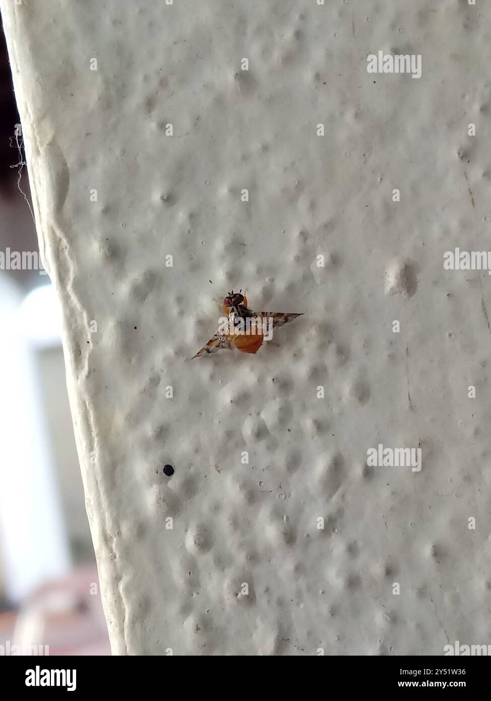 Mediterranean Fruit Fly (Ceratitis capitata) Insecta Stock Photo - Alamy