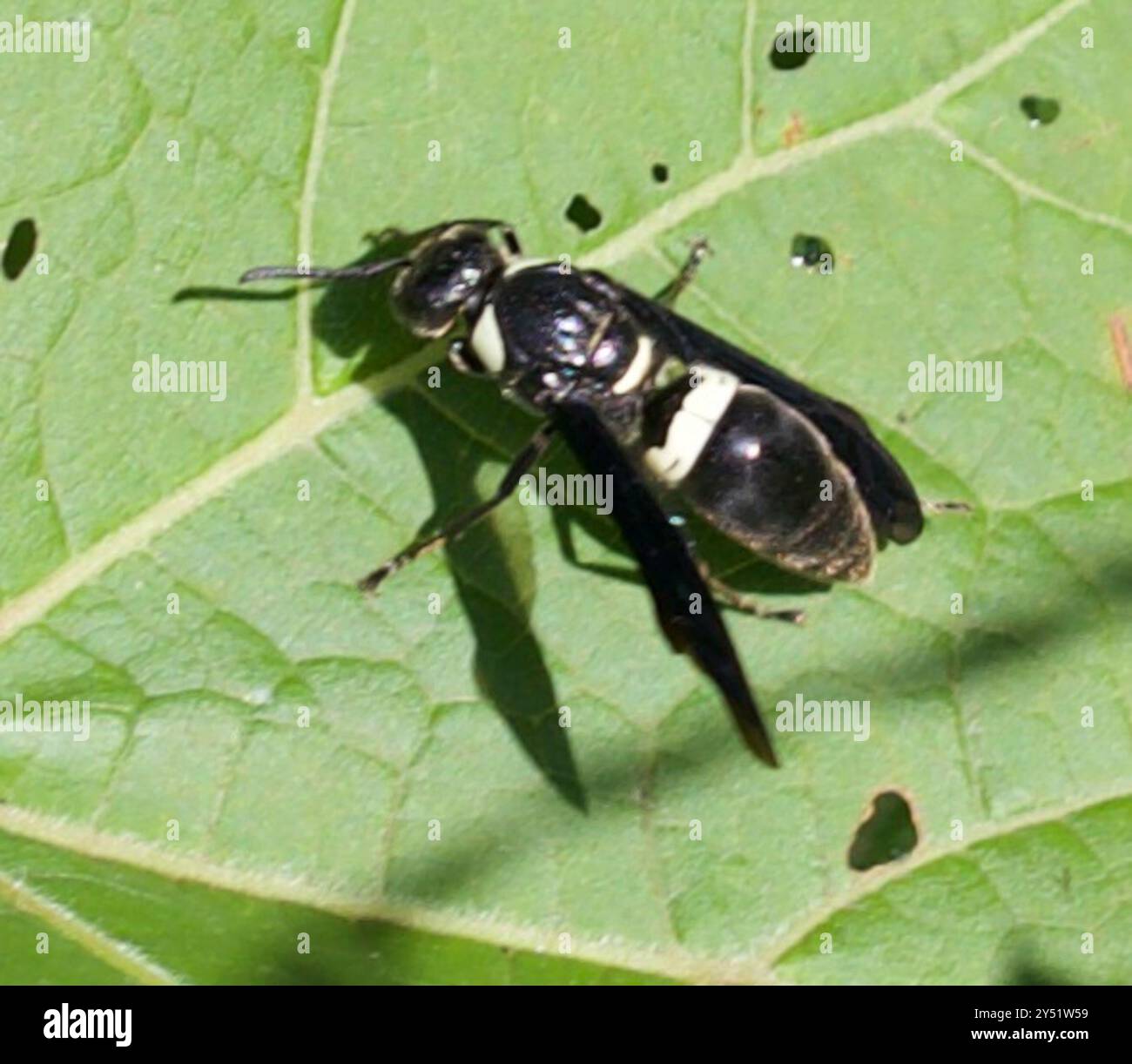 Four-toothed Mason Wasp (Monobia quadridens) Insecta Stock Photo - Alamy
