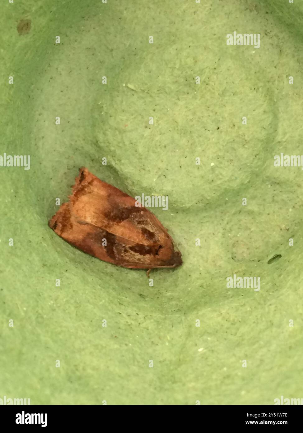 Large Fruit-tree Tortrix (Archips podana) Insecta Stock Photo - Alamy