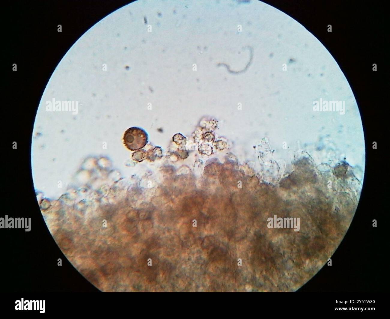 (Thelephora regularis) Fungi Stock Photo - Alamy