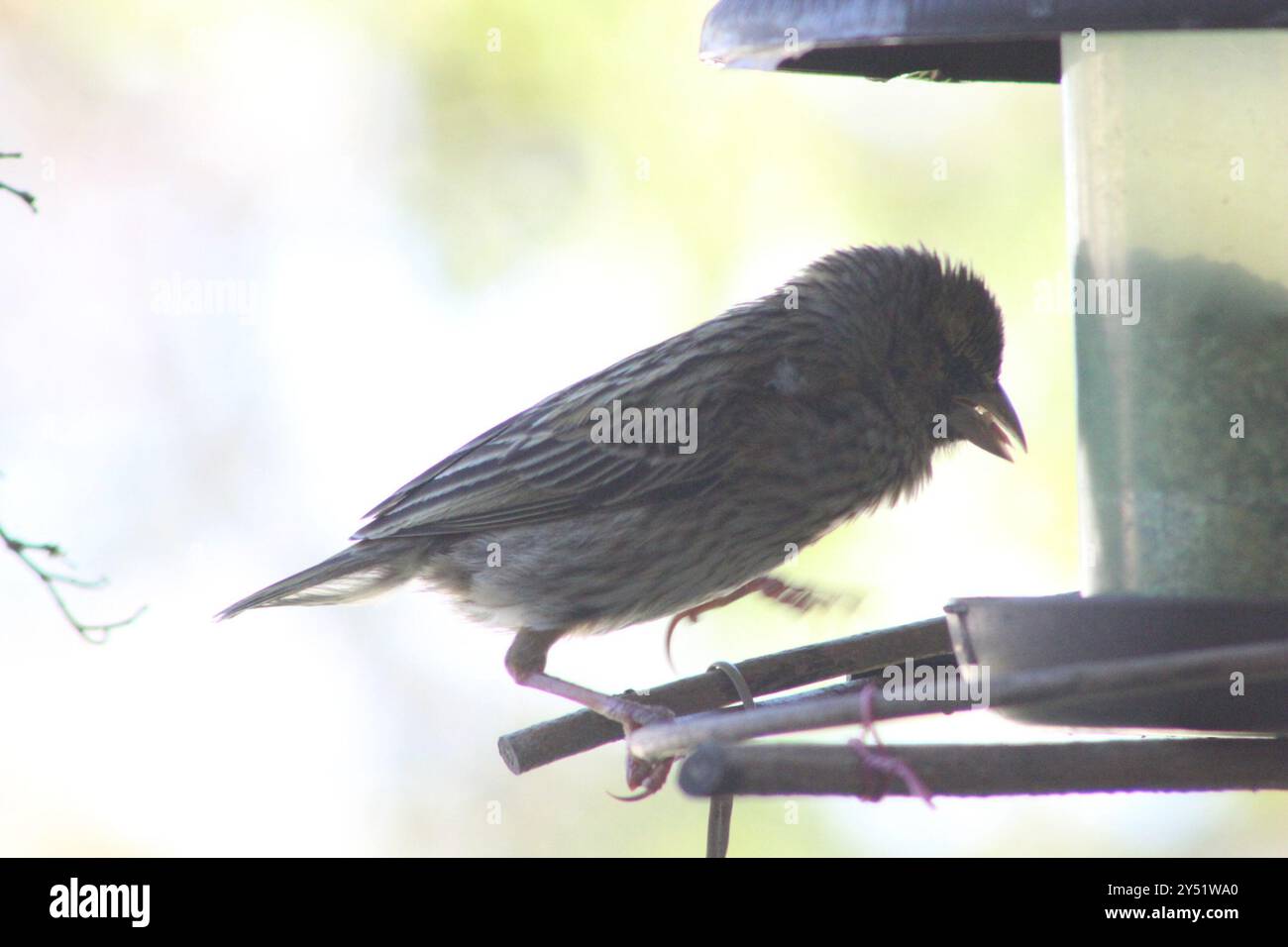 Southern Red Bishop (Euplectes orix) Aves Stock Photo - Alamy