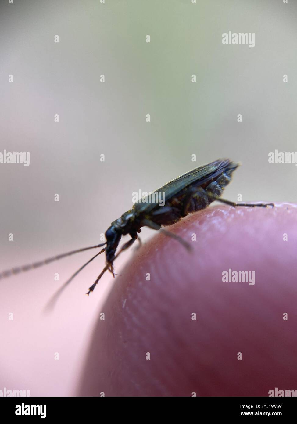 Yellow-legged Thick-legged Flower Beetle (Oedemera flavipes) Insecta ...