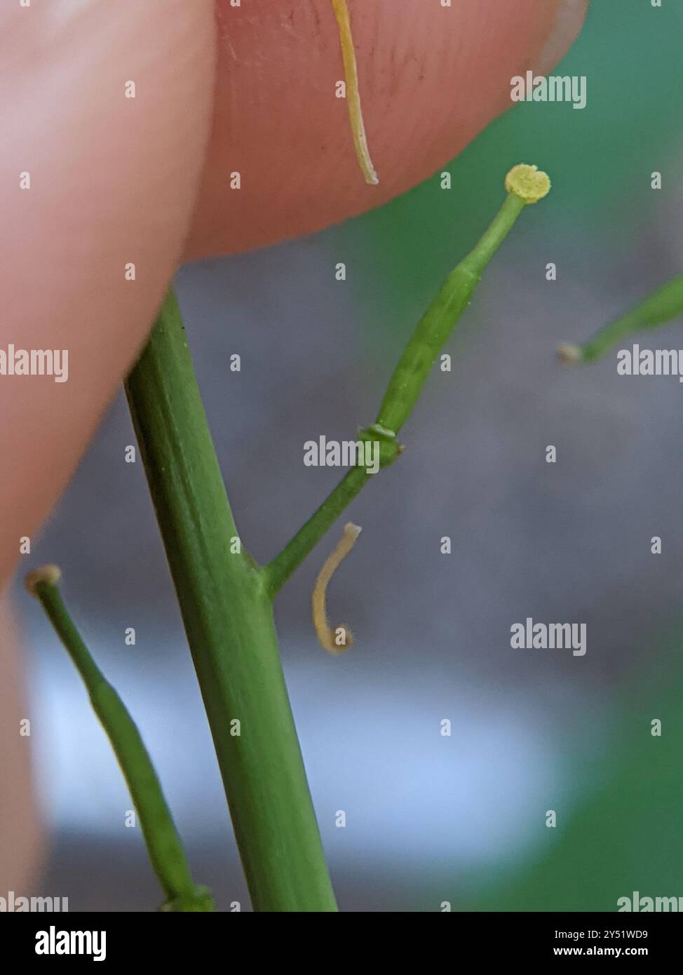 charlock (Mutarda arvensis) Plantae Stock Photo - Alamy