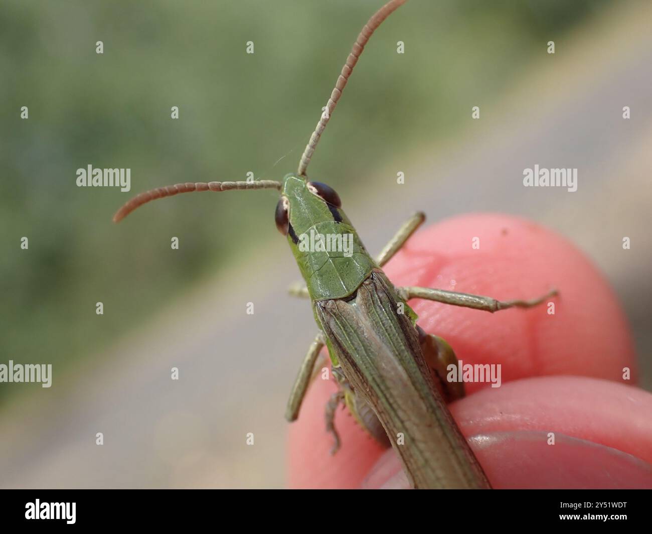 Meadow Grasshopper (Pseudochorthippus parallelus) Insecta Stock Photo ...