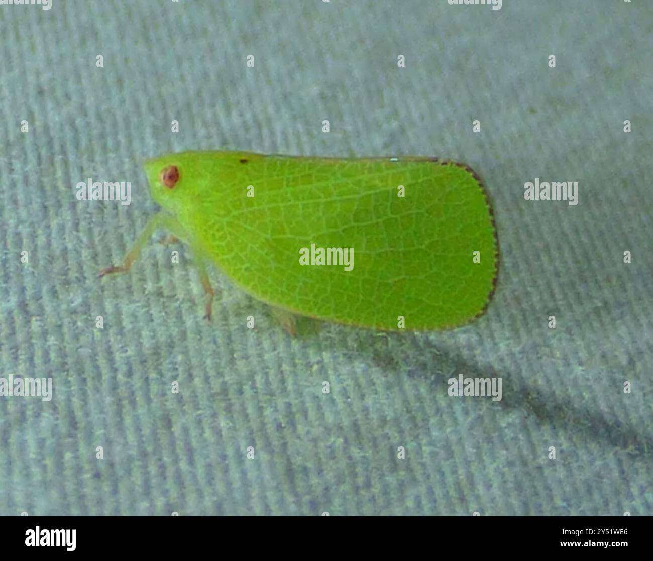 Green Cone-headed Planthopper (Acanalonia conica) Insecta Stock Photo ...
