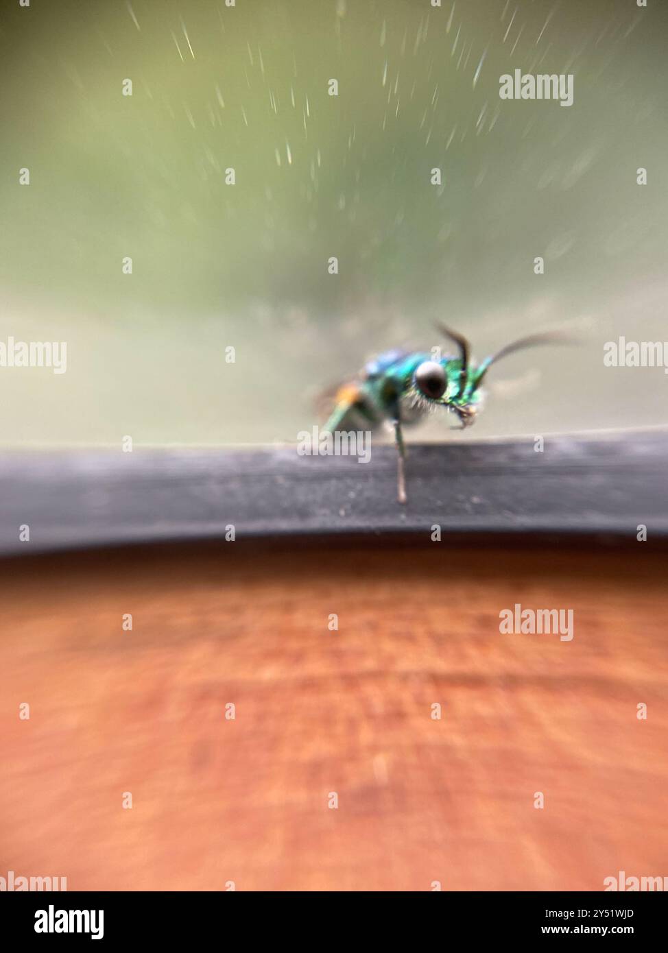 Ruby-tailed Cuckoo Wasps (Chrysis ignita) Insecta Stock Photo - Alamy