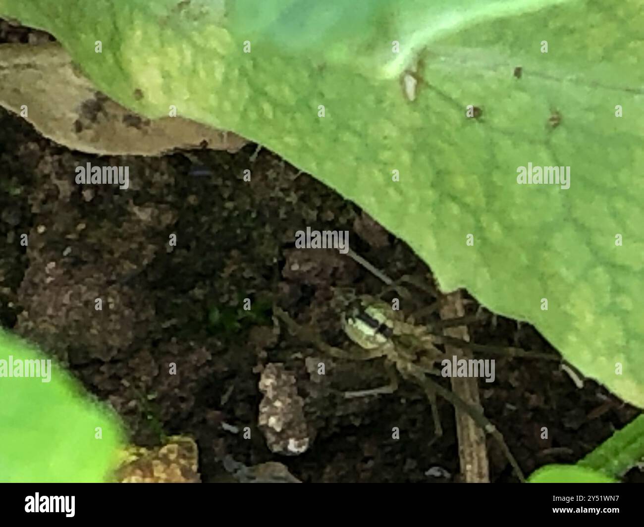 Common candy-striped spider (Enoplognatha ovata) Arachnida Stock Photo ...