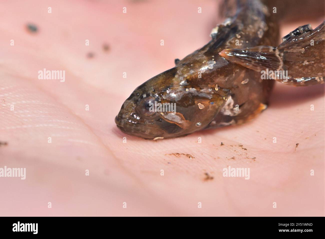 High Cockscomb (Anoplarchus purpurescens) Actinopterygii Stock Photo ...