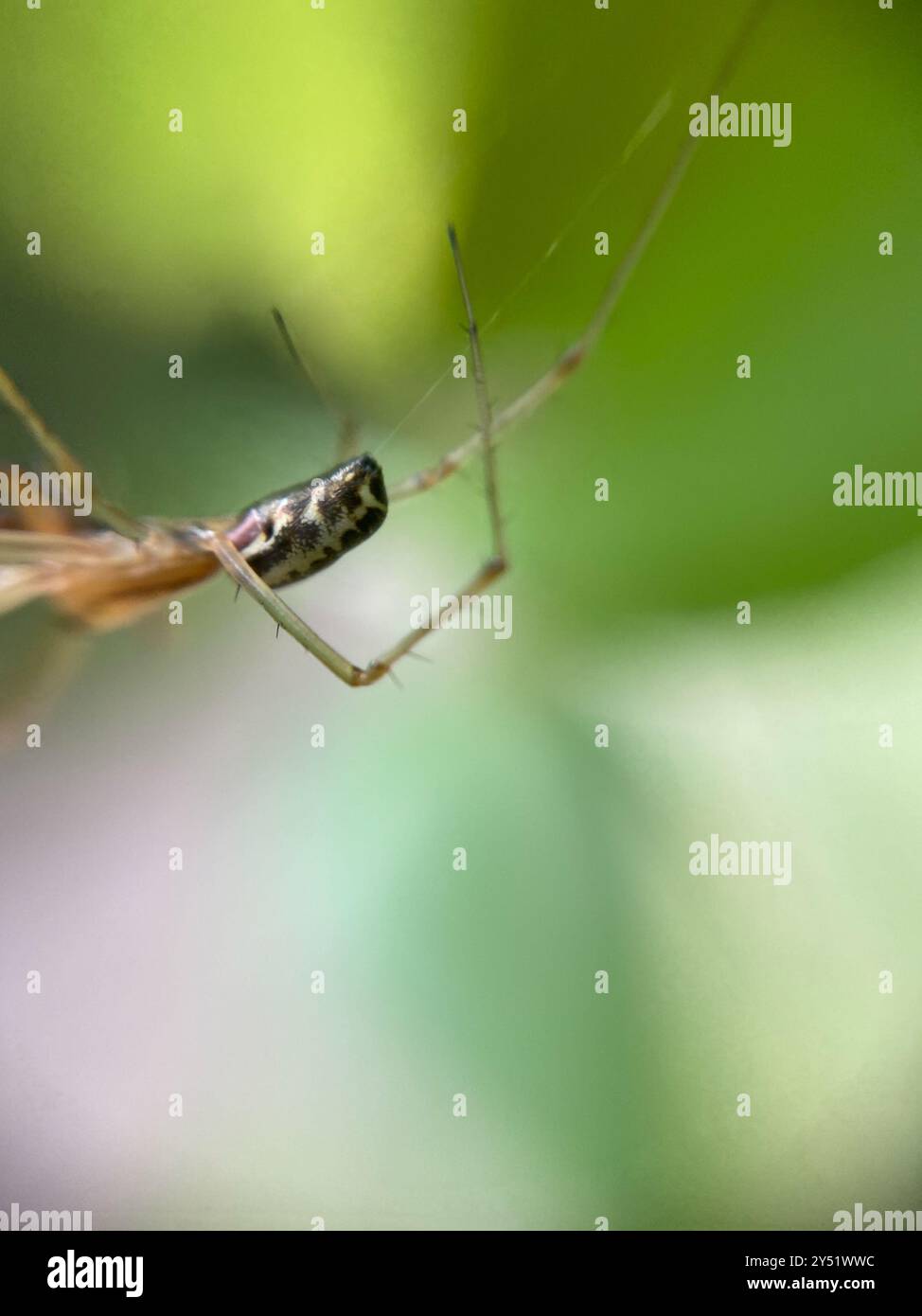 Sheetweb Spiders (Linyphia) Arachnida Stock Photo - Alamy