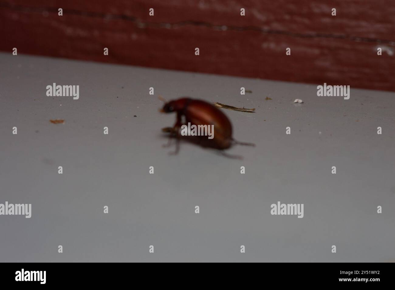 Asiatic Garden Beetle (Maladera formosae) Insecta Stock Photo - Alamy