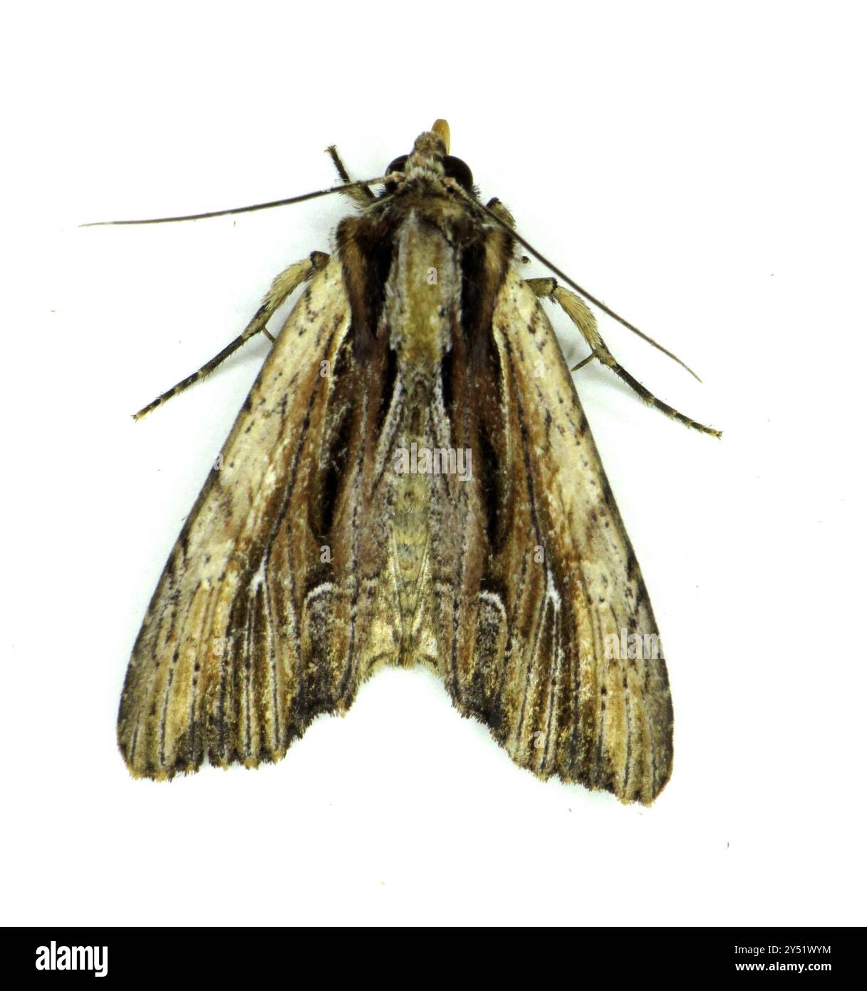 Verbascoides Apamea Moth (Apamea verbascoides) Insecta Stock Photo - Alamy