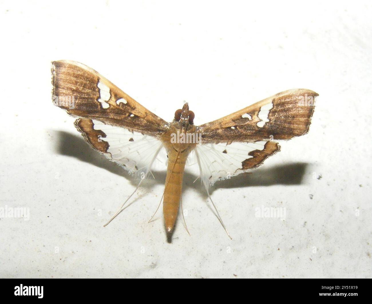 Mung Bean Moth (Maruca vitrata) Insecta Stock Photo - Alamy