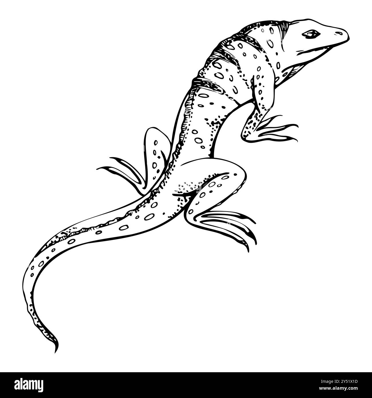 Wildlife iguana lizard reptile gecko salamander animal pet. Desert ...