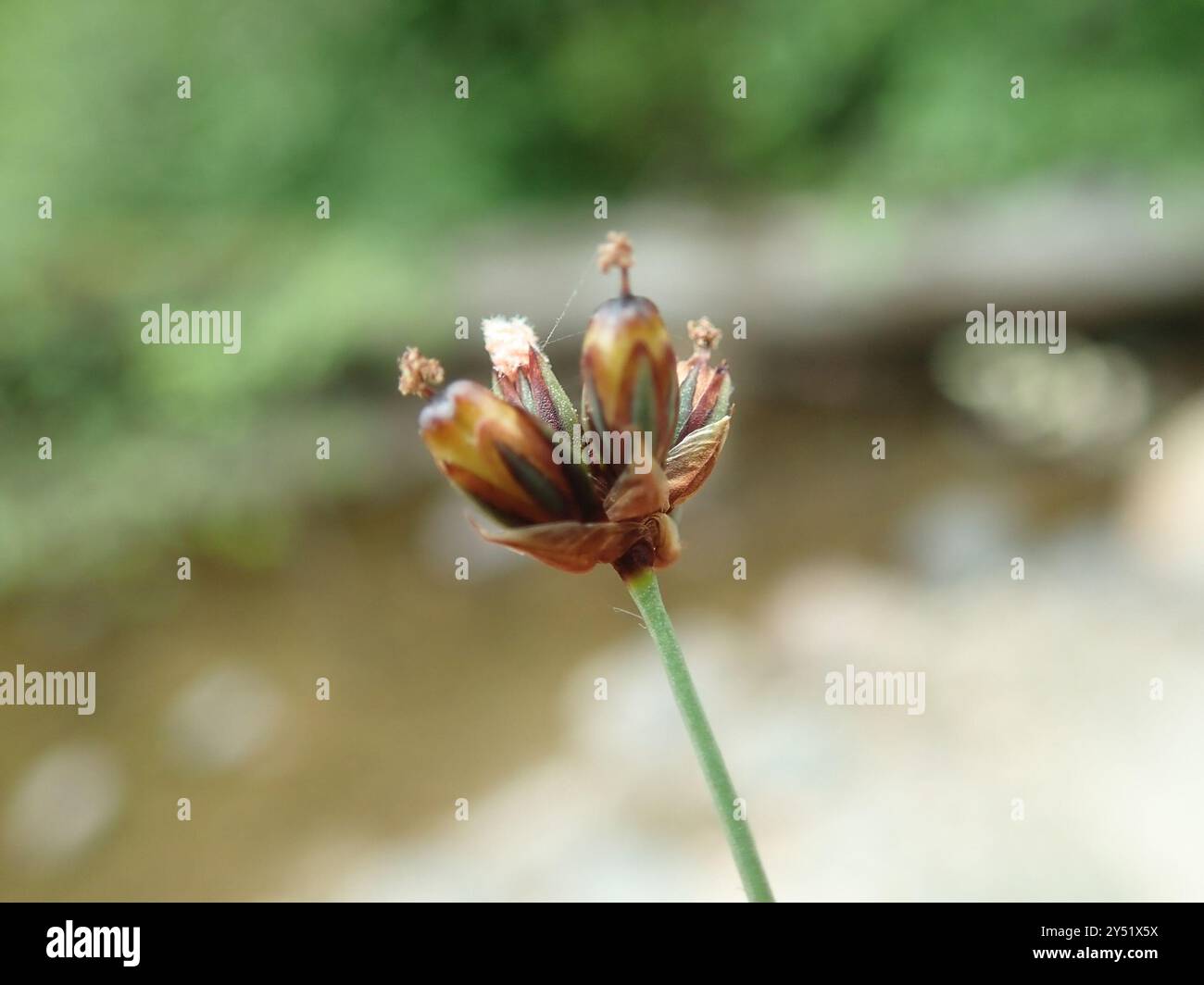 Sickleleaf hi-res stock photography and images - Alamy