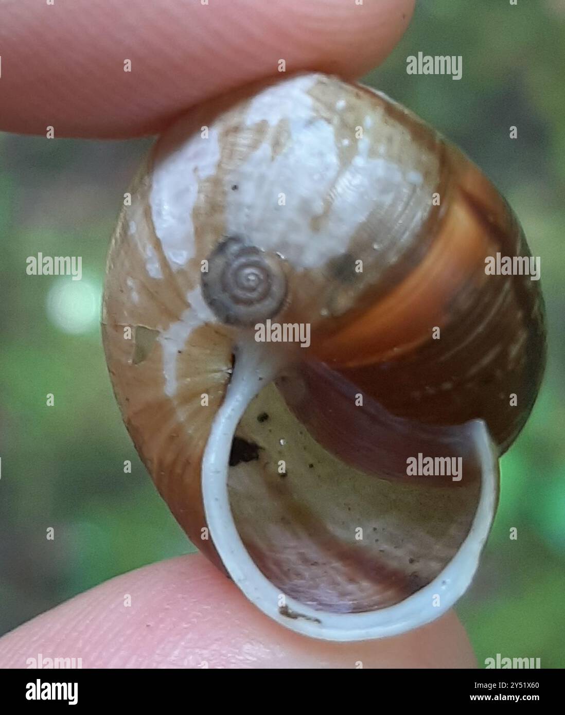 Hairy Snail (Trochulus hispidus) Mollusca Stock Photo - Alamy