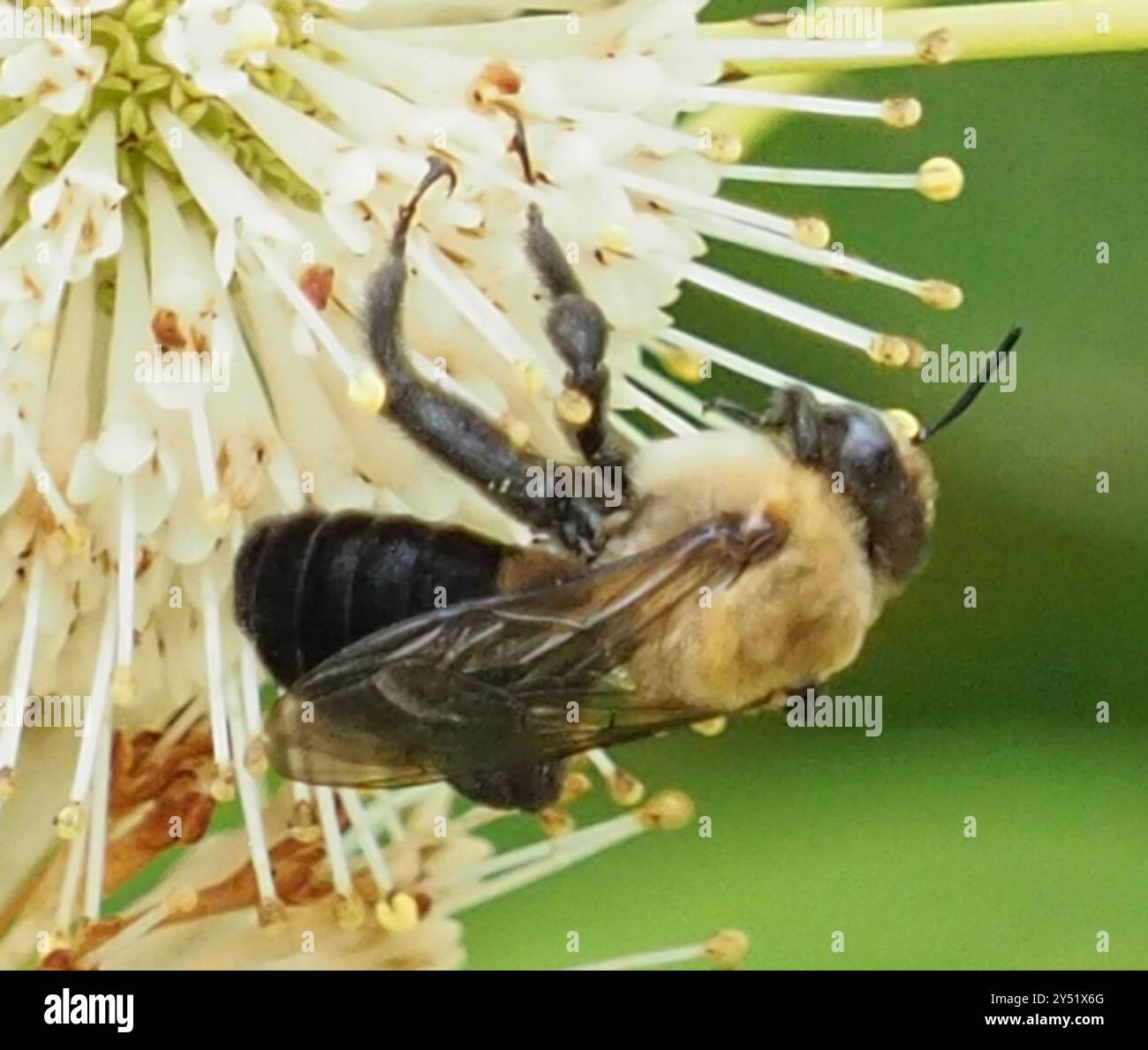 Hibiscus Turret Bee (Ptilothrix bombiformis) Insecta Stock Photo - Alamy