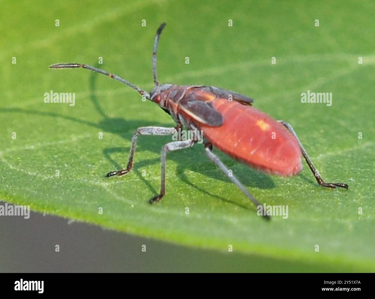 Eastern Boxelder Bug (Boisea trivittata) Insecta Stock Photo - Alamy