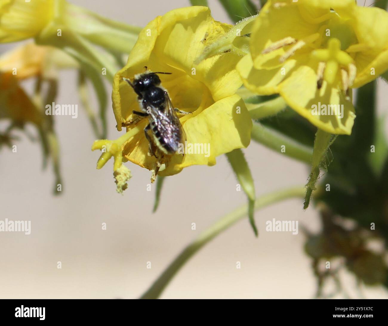 Silver tailed petalcutter hi-res stock photography and images - Alamy