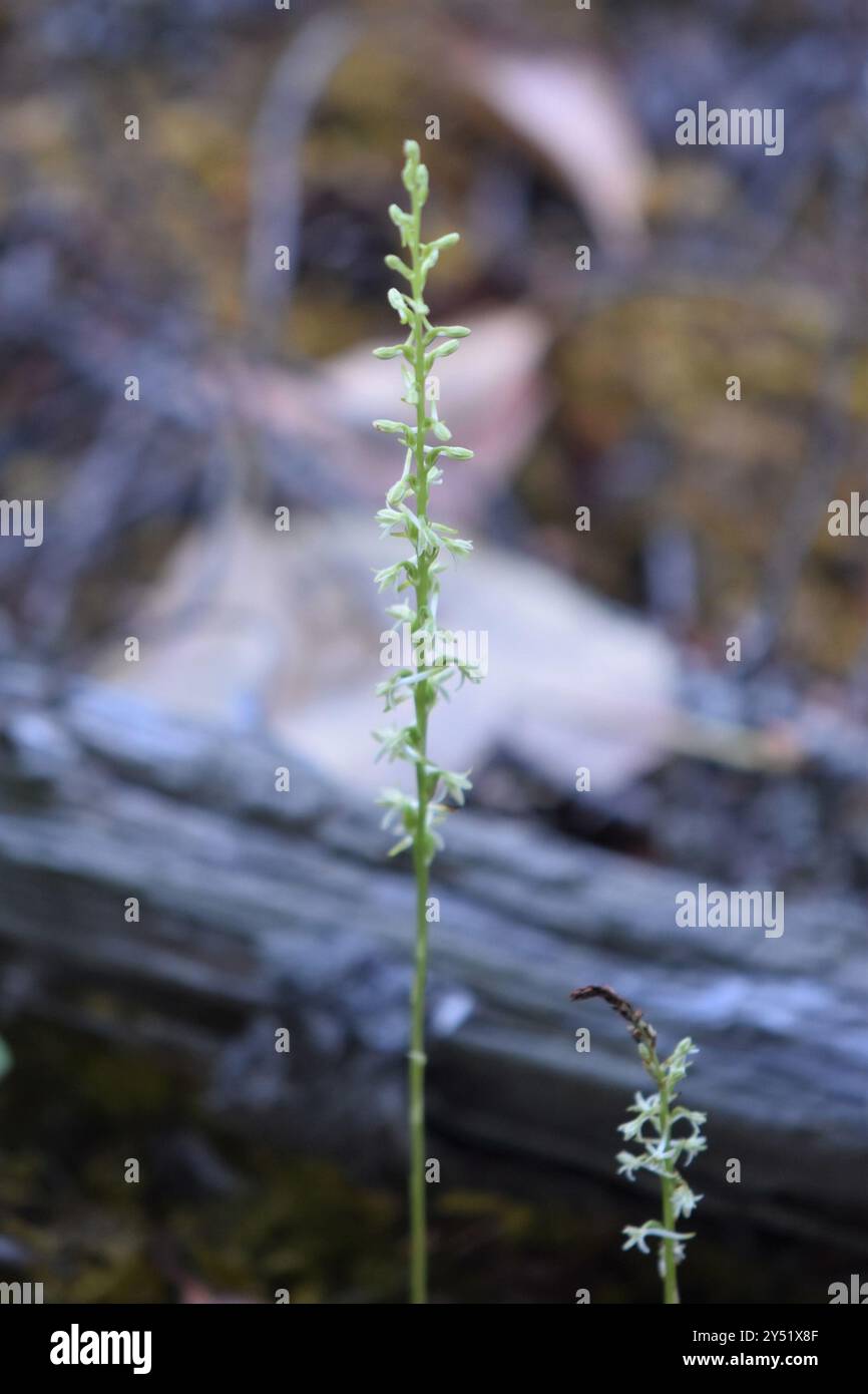 Flat Spurred Piperia (Platanthera transversa) Plantae Stock Photo - Alamy