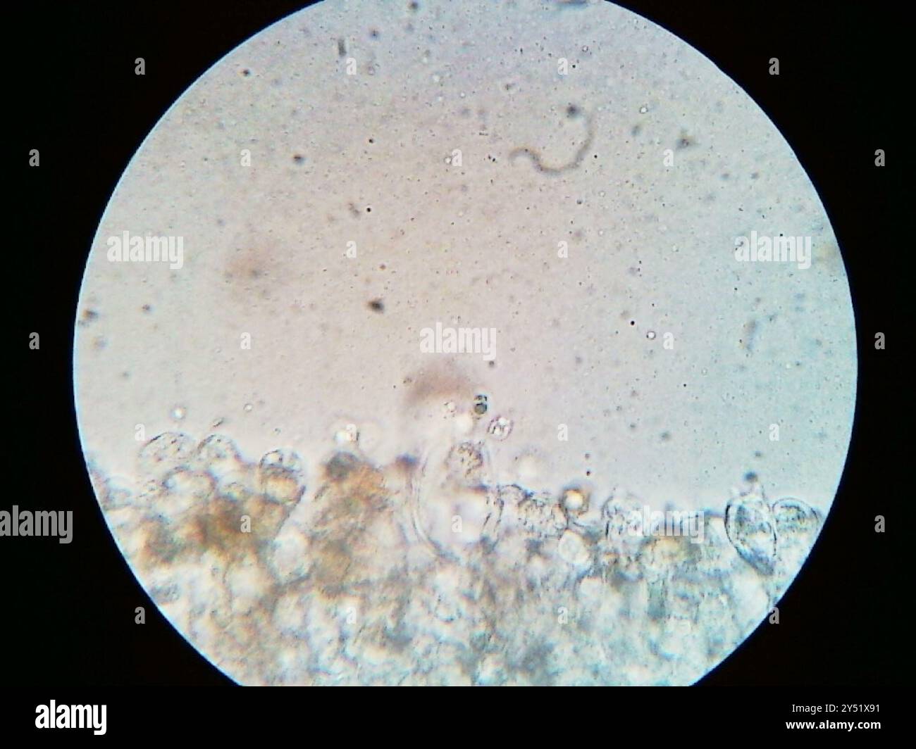 Fibercaps and Allies (Inocybaceae) Fungi Stock Photo - Alamy