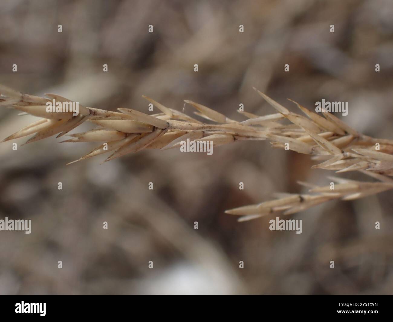red fescue (Festuca rubra) Plantae Stock Photo - Alamy