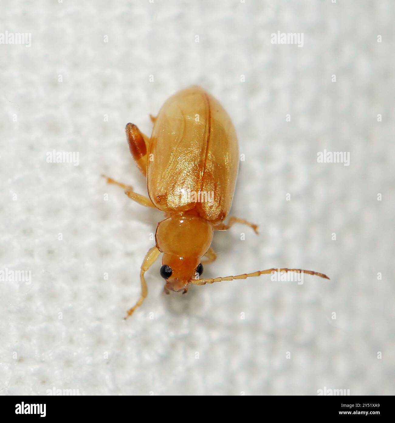 Spurge Flea Beetles (Aphthona) Insecta Stock Photo - Alamy
