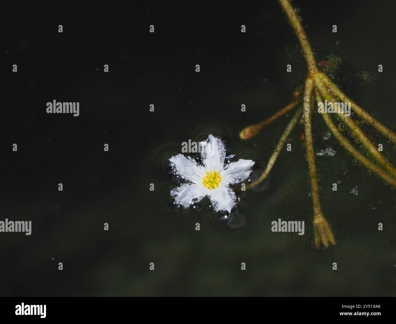 crested floating-heart (Nymphoides hydrophylla) Plantae Stock Photo - Alamy