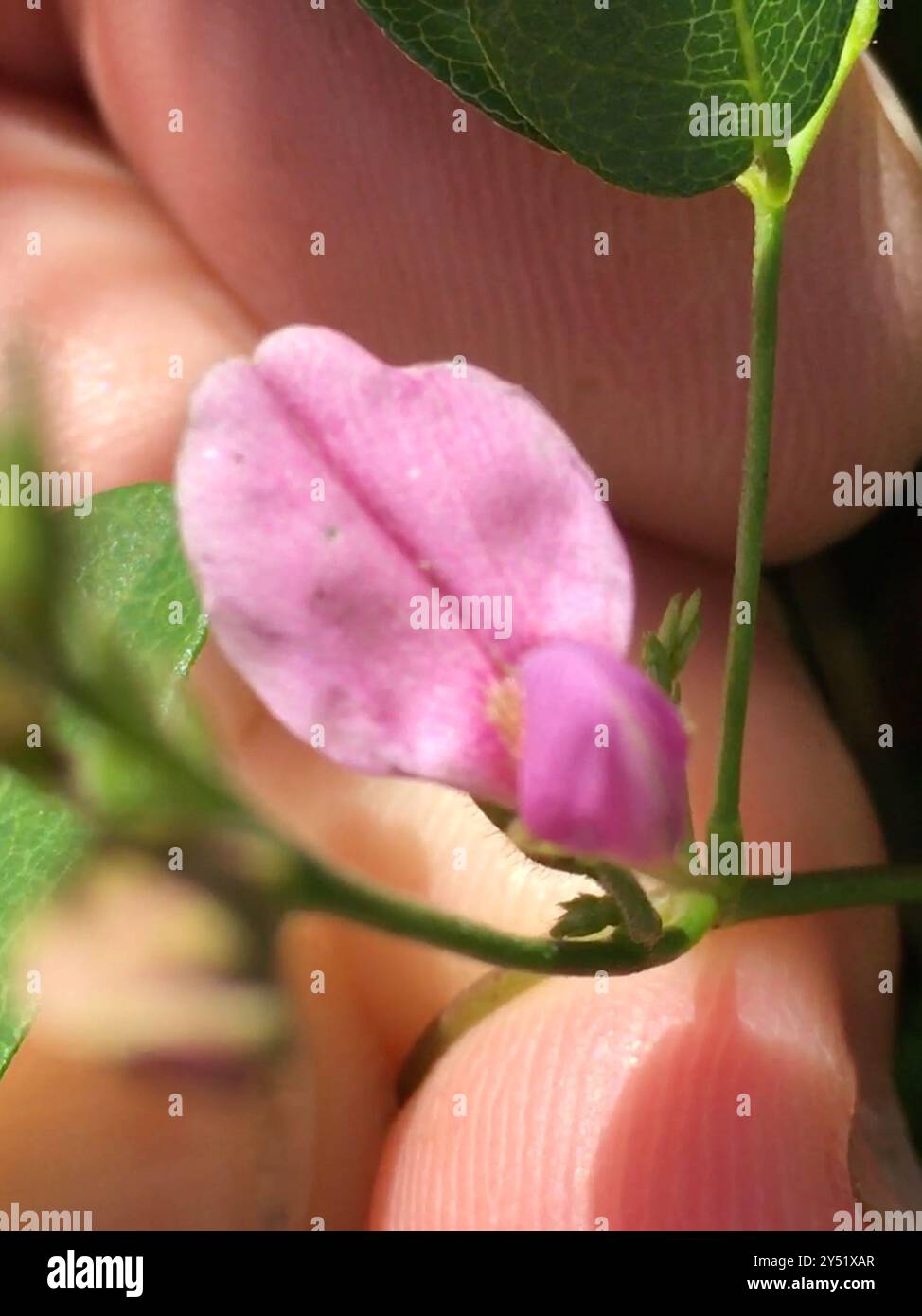 eastern milk-pea (Galactia regularis) Plantae Stock Photo - Alamy