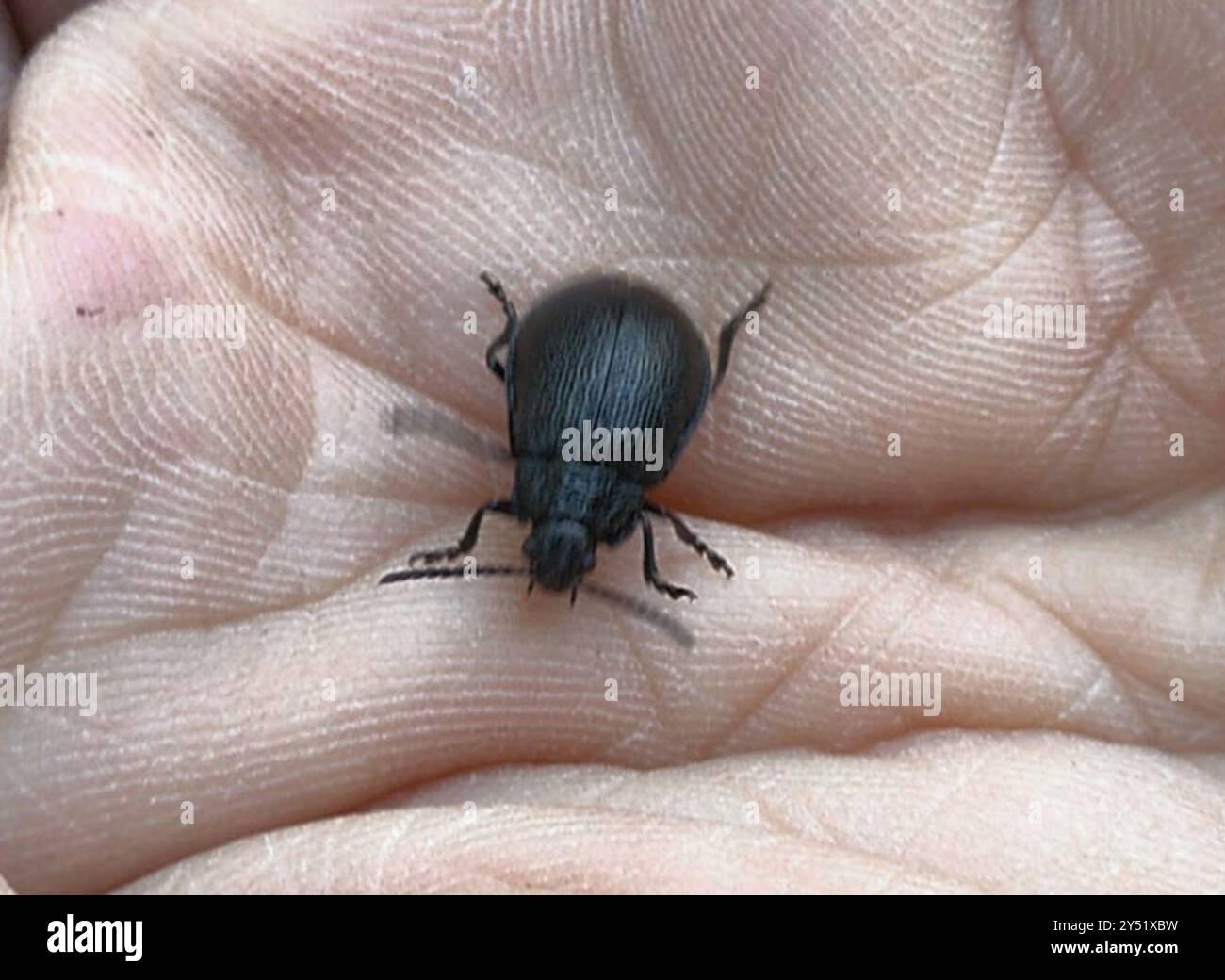 black-punctured leaf beetle (Galeruca tanaceti) Insecta Stock Photo - Alamy