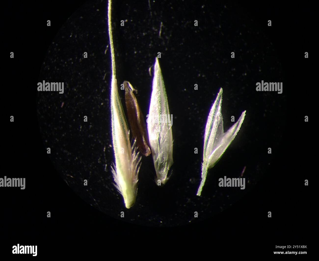 Slim-flower Muhly (Muhlenbergia tenuiflora) Plantae Stock Photo - Alamy