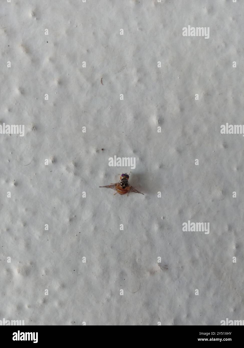 Mediterranean Fruit Fly (Ceratitis capitata) Insecta Stock Photo - Alamy